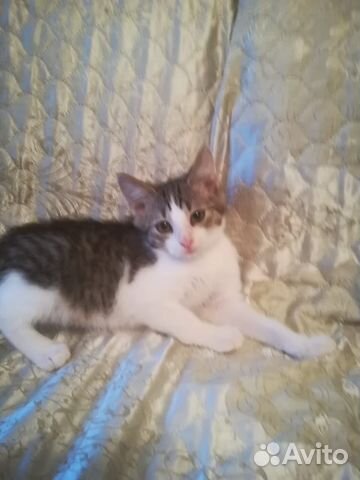 Котенок