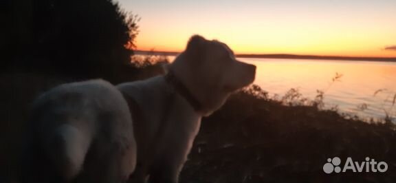 Отдам мальчика алабая в очень надежные добрые руки