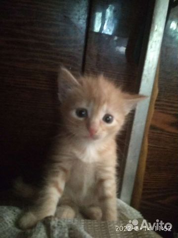 Котята 1мес