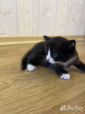 Котенок в добрые руки