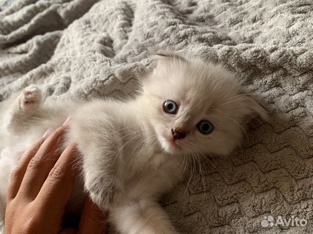 Вислоухие котята