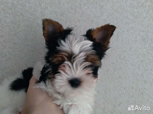 Щенки бивер йорка