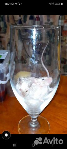 Мыши сатиновые