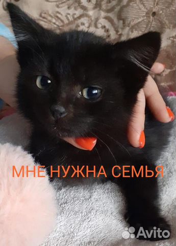 Котёнок чарлик, 1.5 мес., черненький