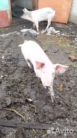 Продам поросят