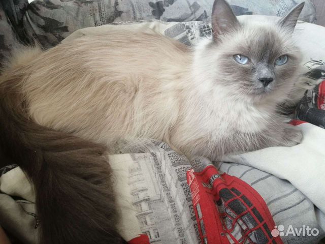 Невская маскарадная