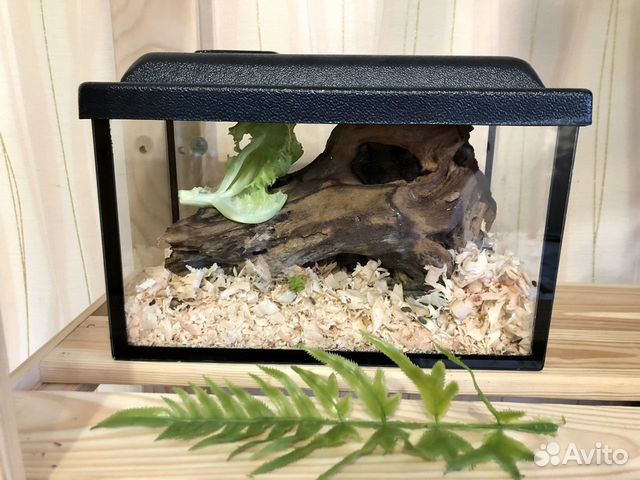 Мадагаскарские тараканы