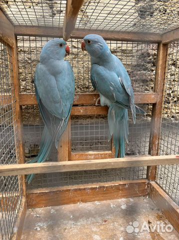 Ожереловый попугай