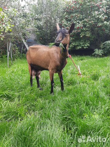 Коза дойная чешская