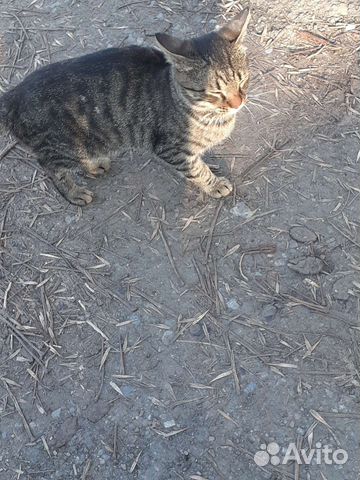 Котик- потеряшка