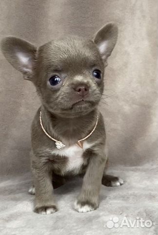 Лиловая Леди