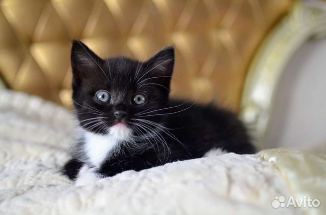 Котенок Тинки в добрые руки