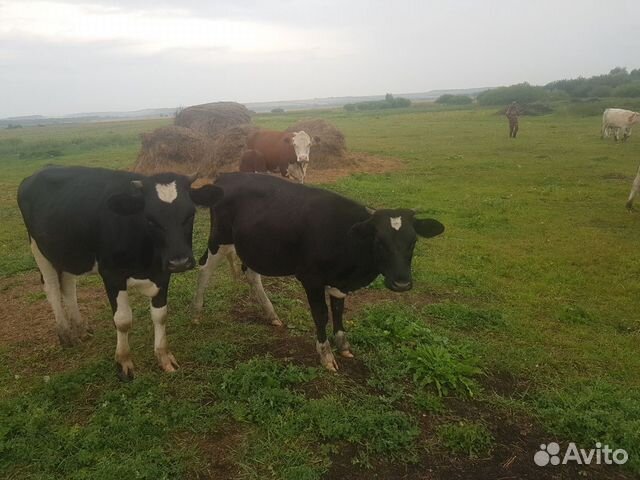 Коровы на курбан байрам