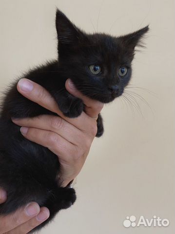 Британский котенок