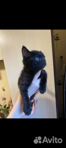 Очаровашка в дар 2мес