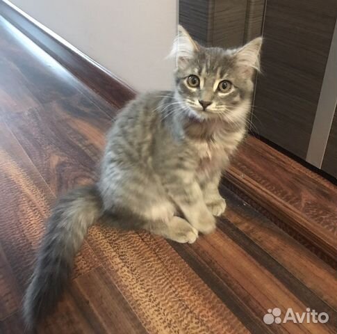 Кошка двортерьер