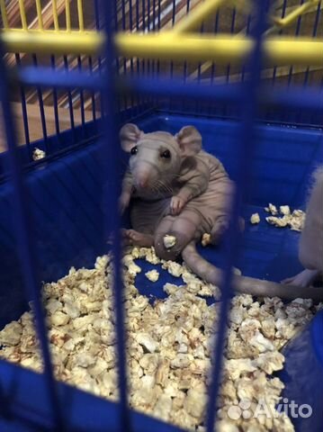 Крысы сфинкс