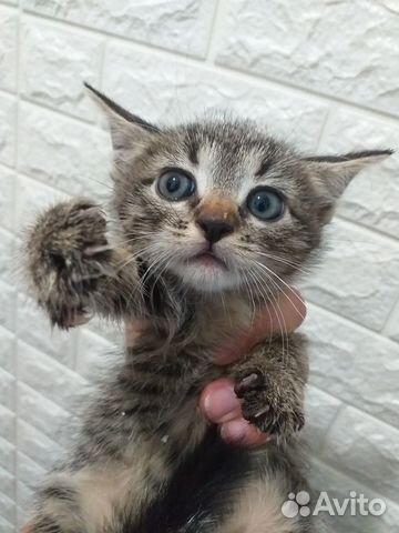 Полосатая милота