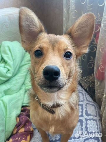 Мелкий пёсик 1 год, скоро окажется на улице