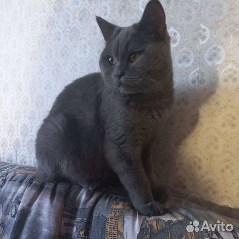 Британский кот на вязку