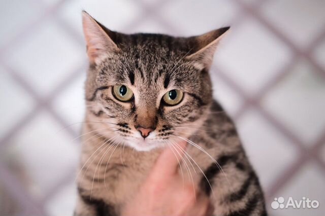 Полосатая, плюшевая кошка тигренок 8 мес