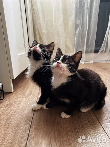 Вкусно и точка ищут дом (котята)