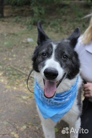 Бывшедомашний пёс несколько лет в приюте