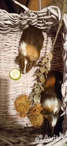 Морские свинки девочки