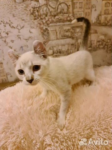 Американский кёрл