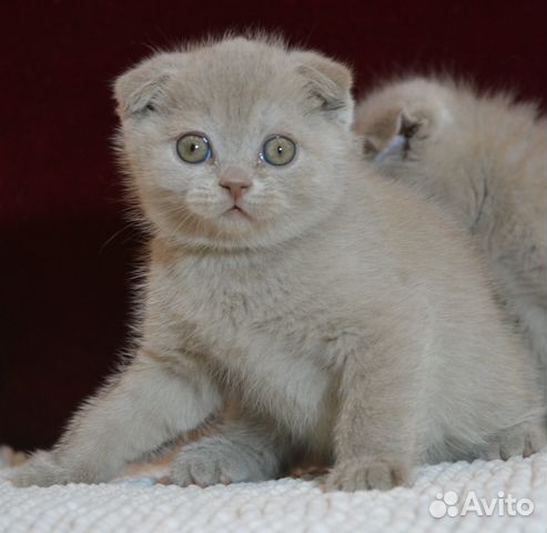 Лиловые британские котята