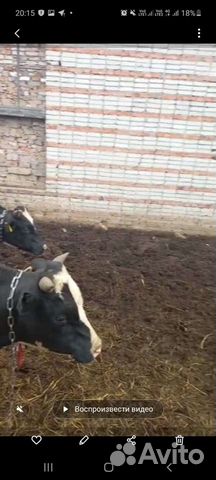 5 голов быка 6 голов телка