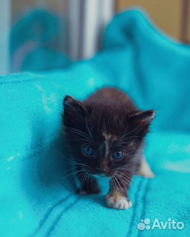 Кошечка в добрые руки (девочка)