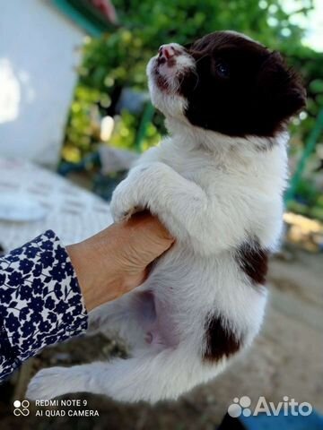 Маленькая собака в добрые руки