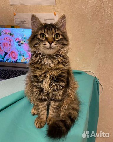 Шикарный котёнок девочка