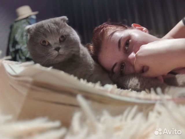 Шотландский кот вязка