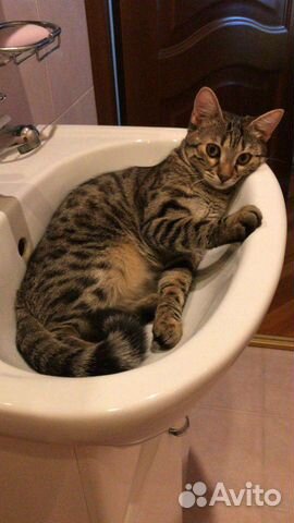 Отдам в добрые руки