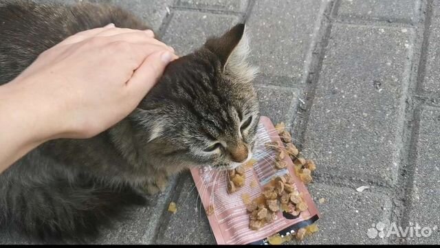 Сибирская кошка подросток в дар