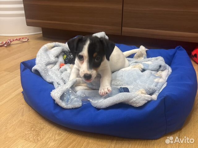 Щенки джек рассел терьер