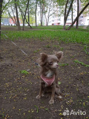 Щенок чихуа