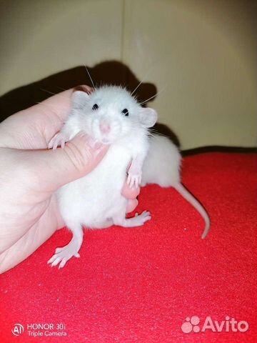 Белоснежные крысята Дамбо крыса