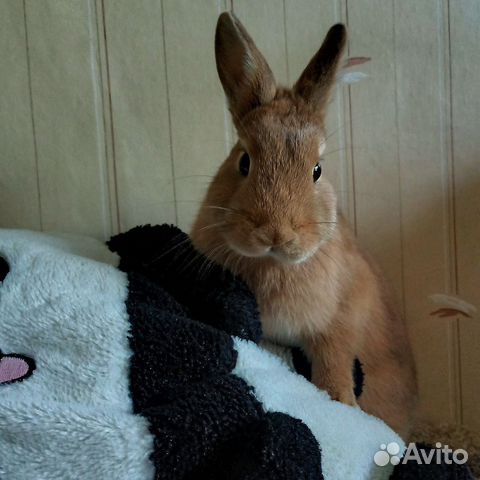 Цветной карликовый кролик