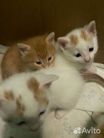 Котята