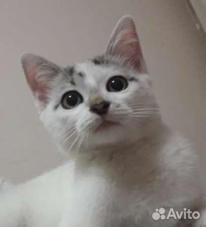 Котёнок ищет дом