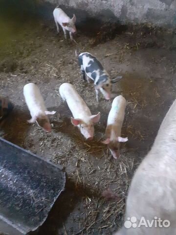Поросята ландрас дюрок