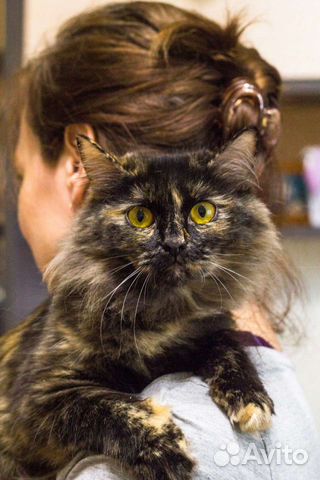 Кошки в добрые руки