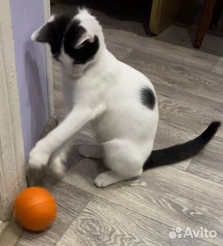 Кошечка в добрые руки