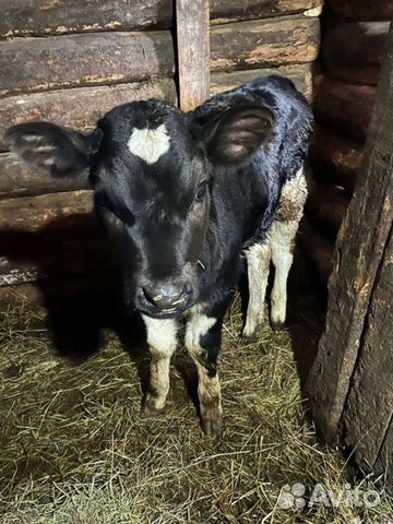 Бычки телочки