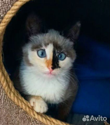 Котята чудной в добрые руки