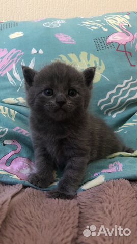Шотландские прямоухие котята серые