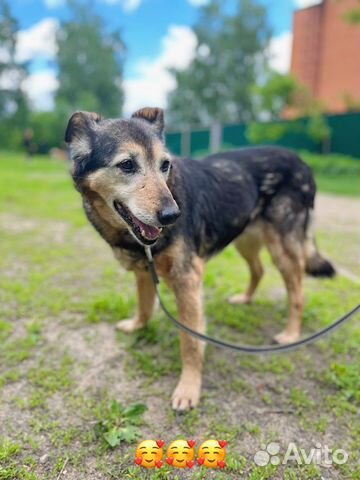 Небольшая собака в добрые руки